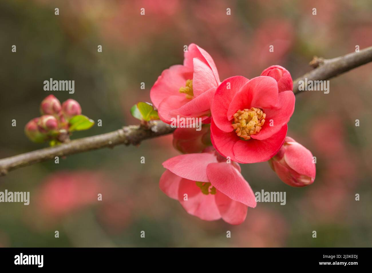 Japan quince spring flower hi-res stock photography and images - Alamy
