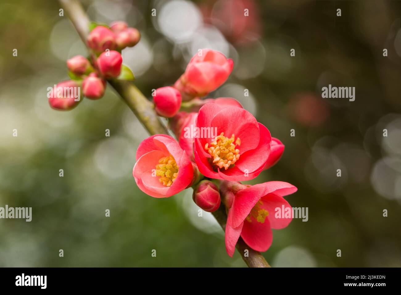 Japan quince spring flower hi-res stock photography and images - Alamy