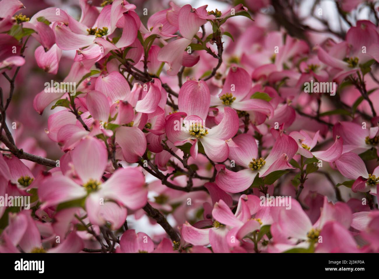 Beautiful flowering pink dogwood hi-res stock photography and images ...