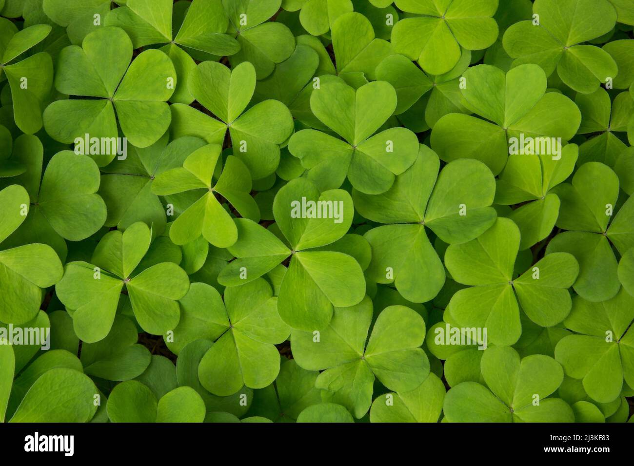 Texture ground cover hi-res stock photography and images - Alamy