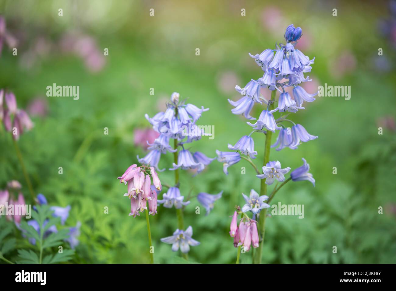 Bleeding hearts in garden hi-res stock photography and images - Alamy