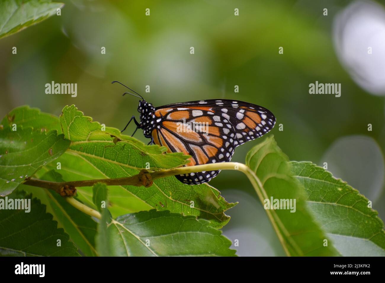 Southern monarch butterfly (Danaus erippus) home to Argentina, South ...