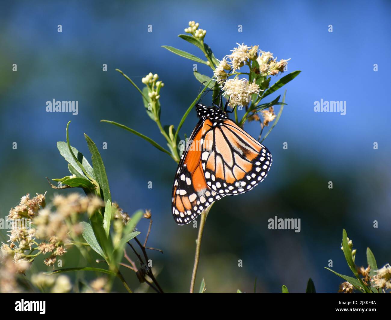Southern monarch butterfly (Danaus erippus) home to Argentina, South ...