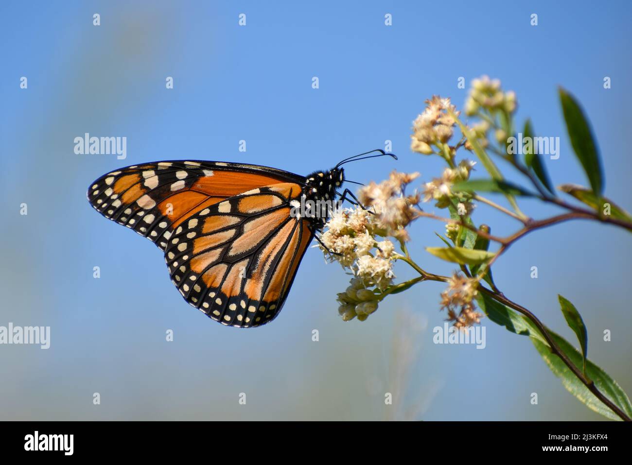 Southern monarch butterfly (Danaus erippus) home to Argentina, South ...