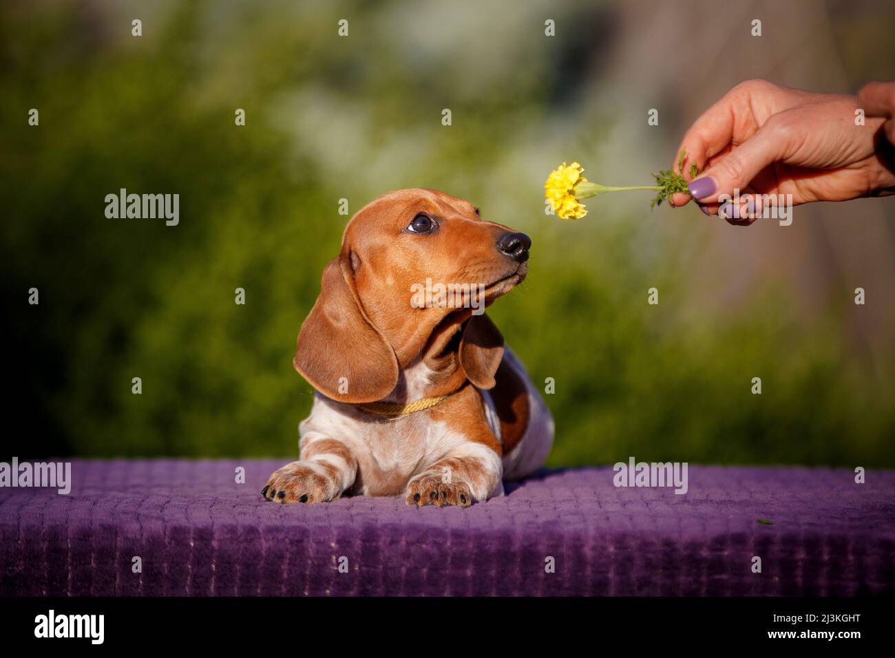 Ginger puppy hi-res stock photography and images - Alamy