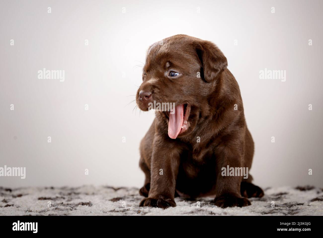 Small chocolate labrador puppy posing in studio Stock Photo - Alamy