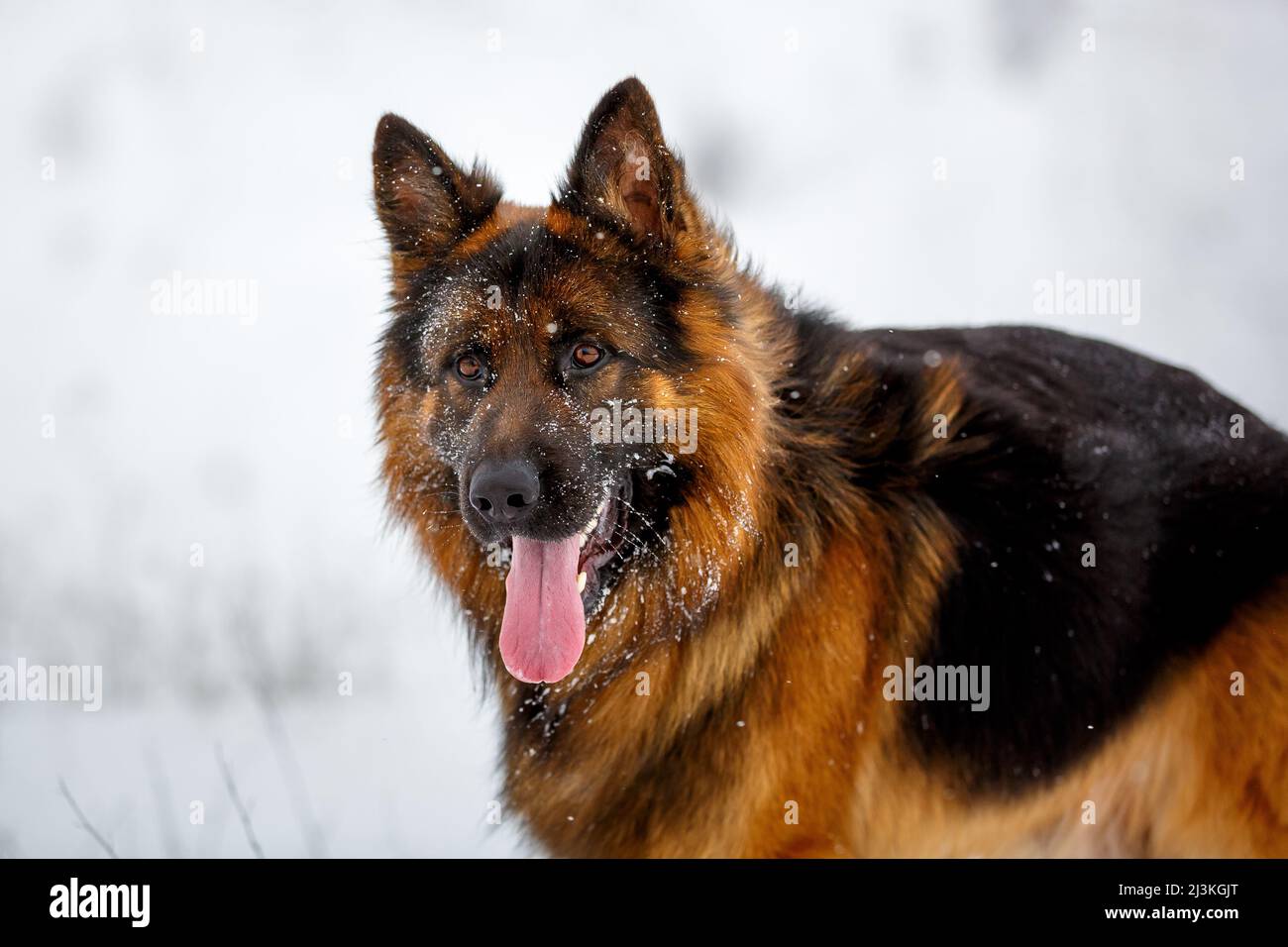 German shepherd in the snow with toy hi-res stock photography and ...