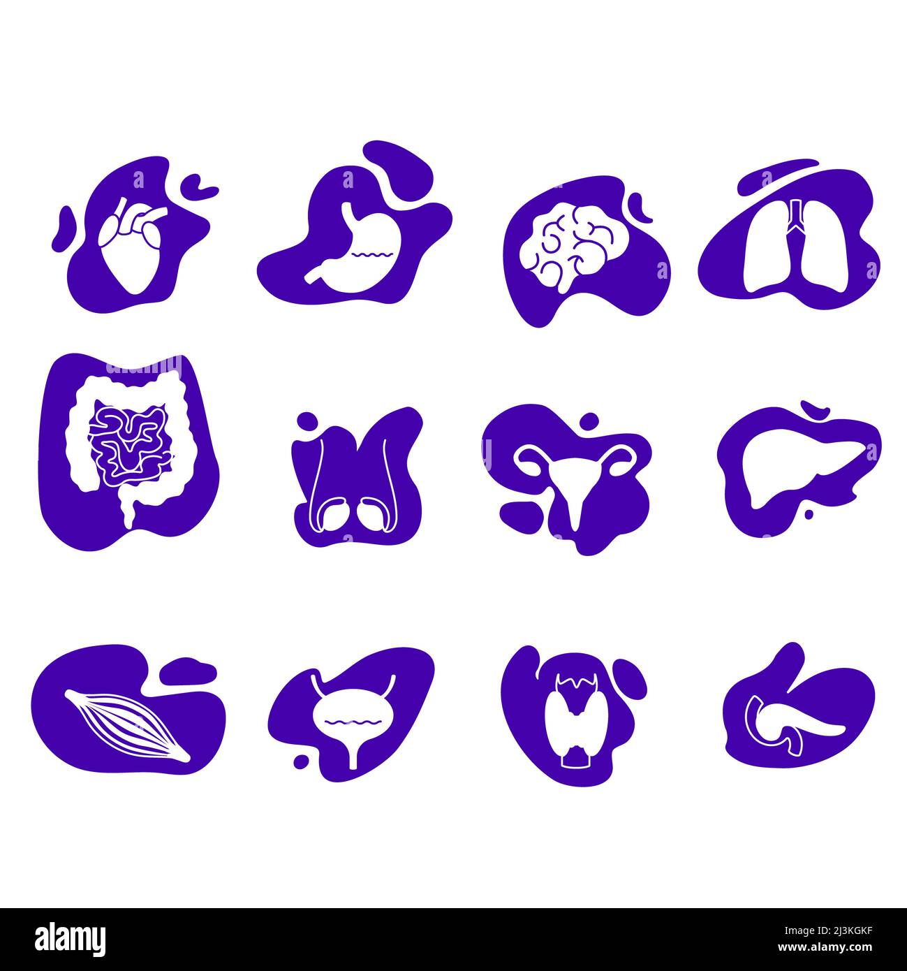 Human body organs diagram hi-res stock photography and images - Alamy