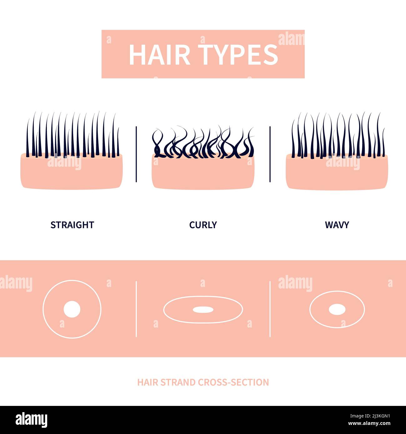 Hair types, conceptual illustration Stock Photo - Alamy