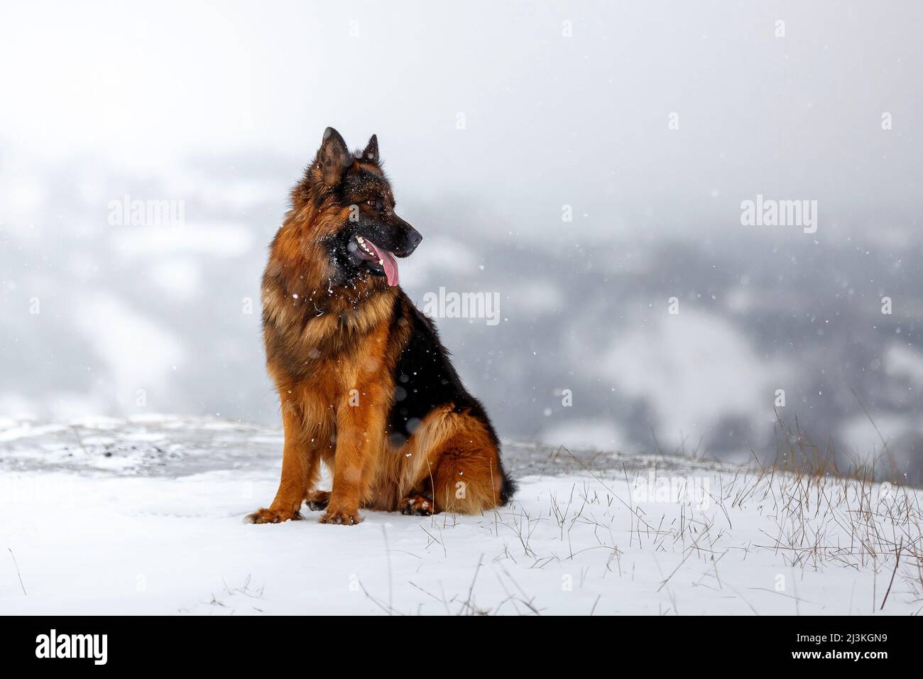 Long hair, big German shepherd dog sitting in snow field Stock Photo ...