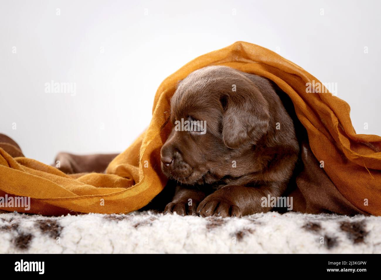 Small chocolate labrador puppy posing in studio under the blanket Stock ...