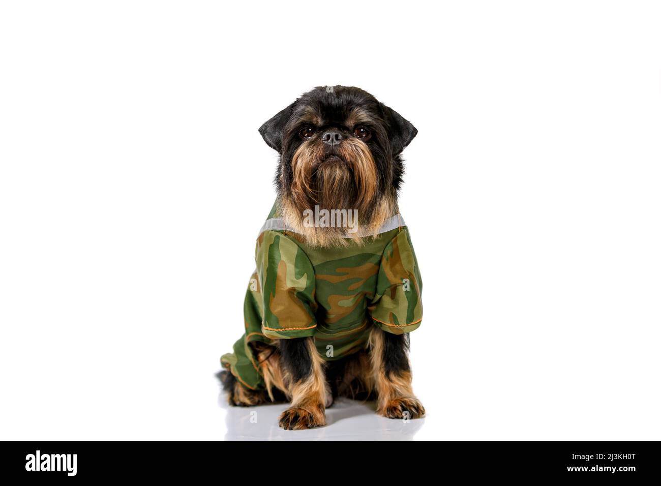 Brussels griffon Dressed in camouflage army clothes Stock Photo - Alamy