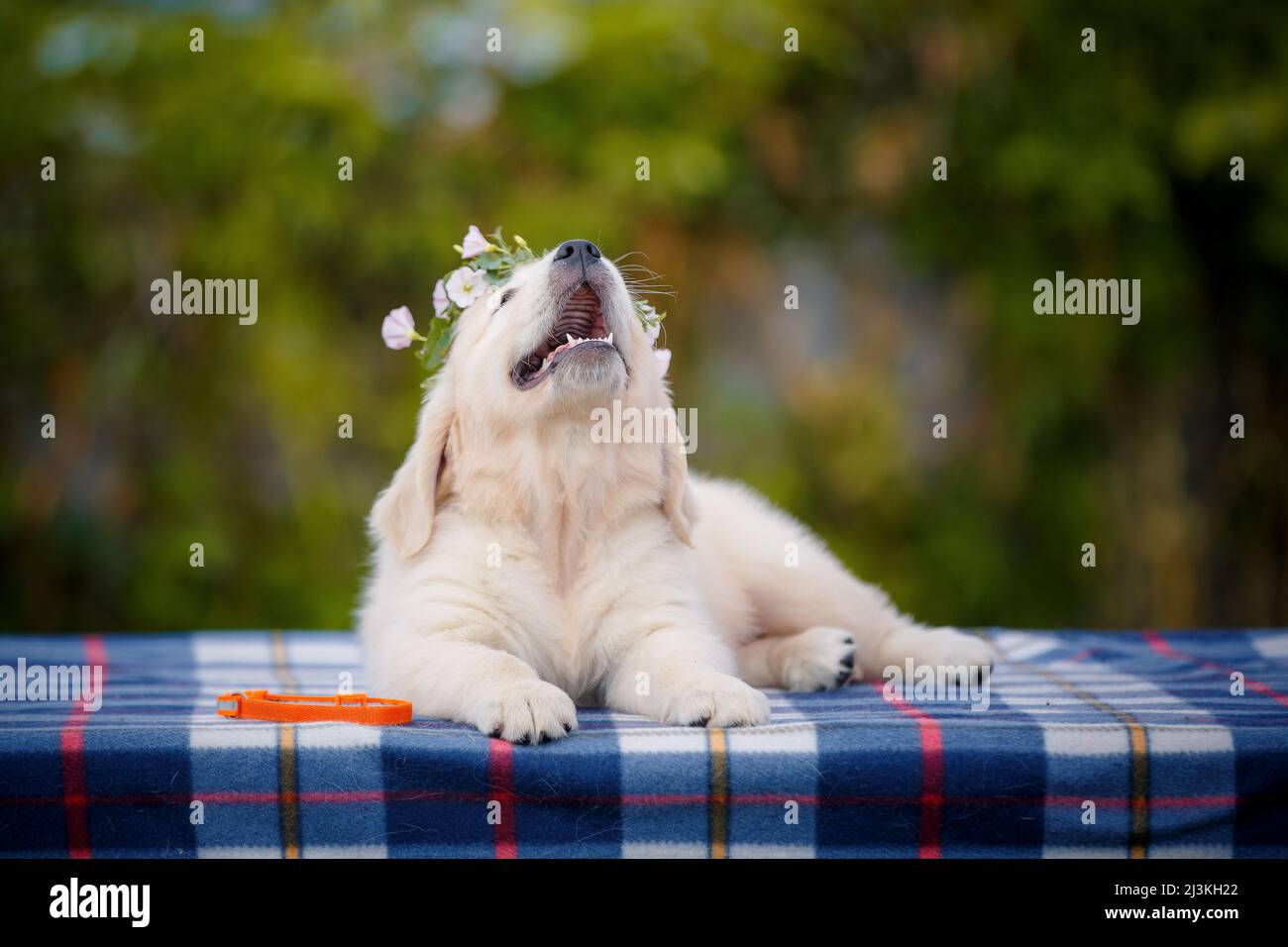 Small positive white labrador puppy posing outdoors with wreath on his ...