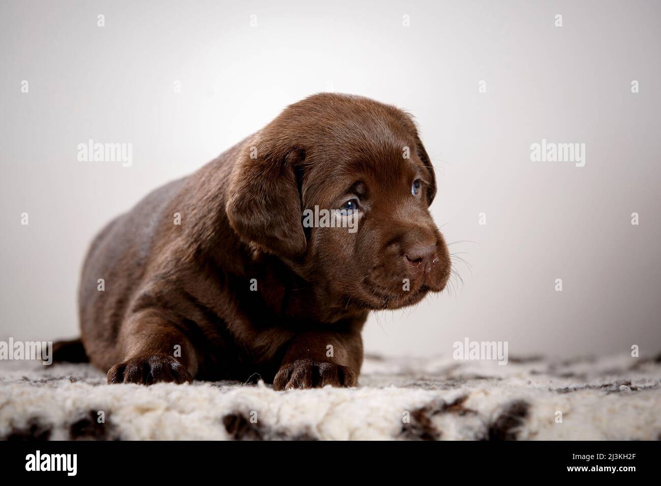 Small chocolate labrador puppy posing in studio Stock Photo - Alamy