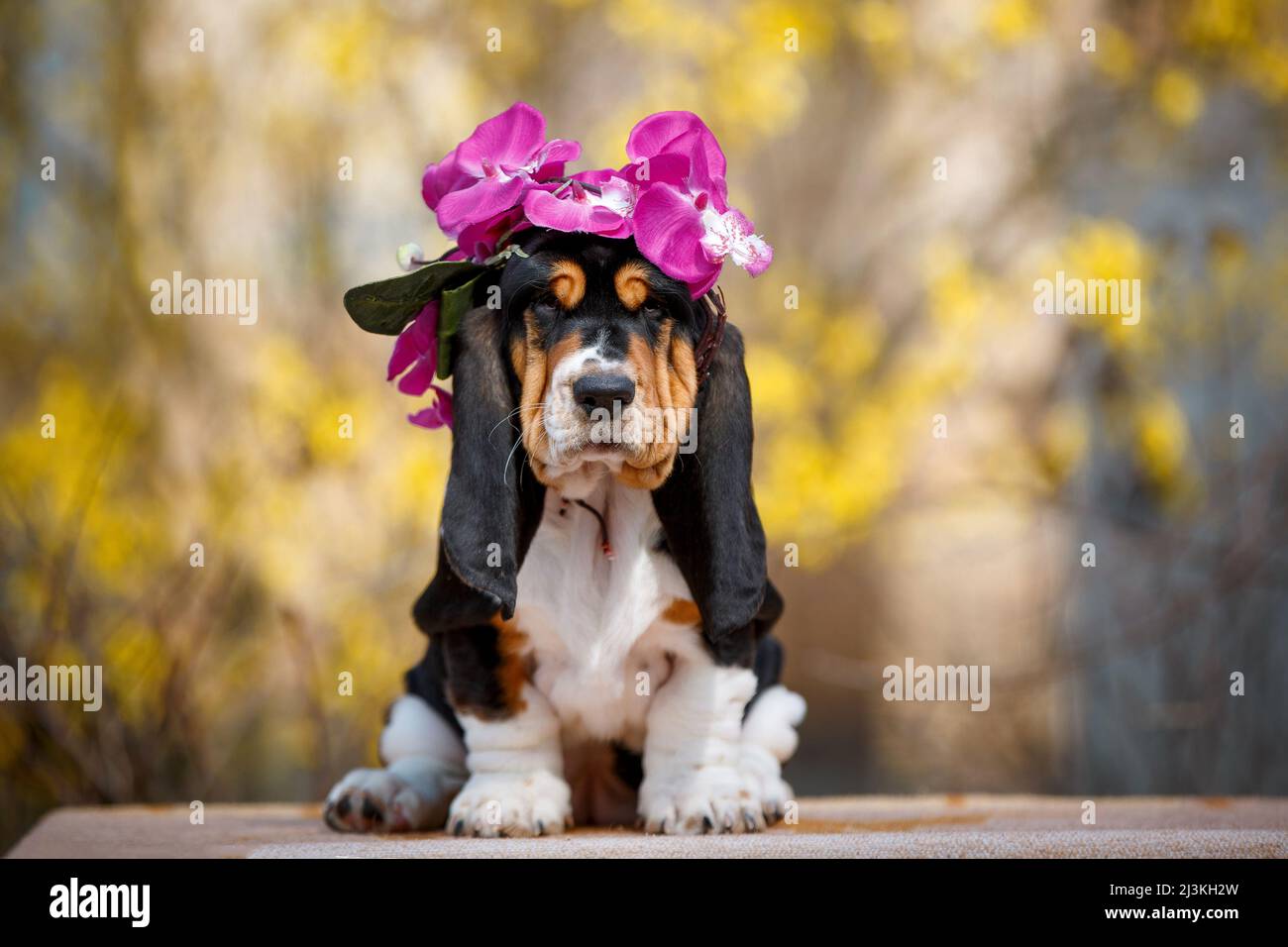 Cute basset hound puppy with fall on background with wreath on his head ...