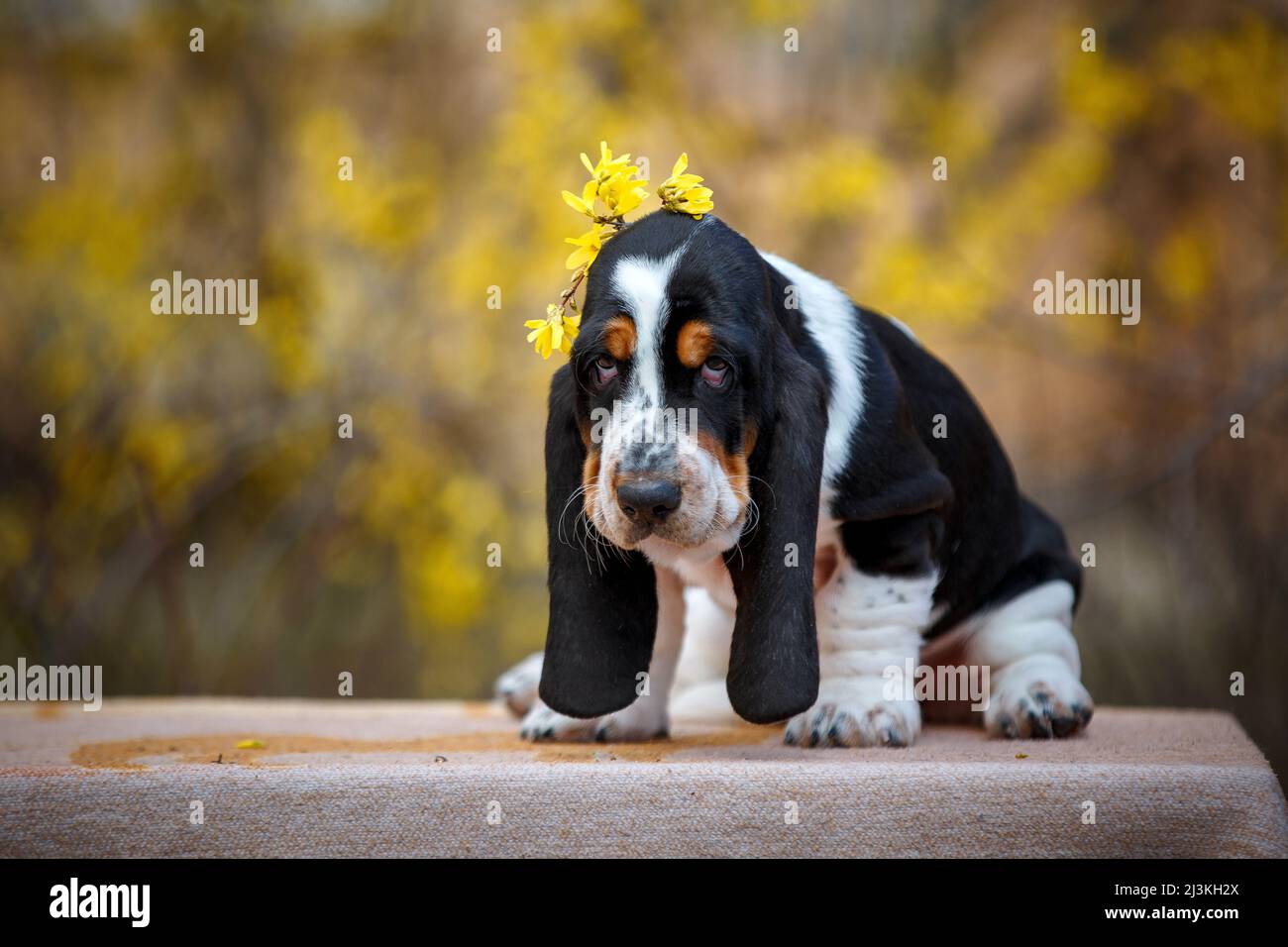 Cute basset hound puppy with fall on background Stock Photo - Alamy