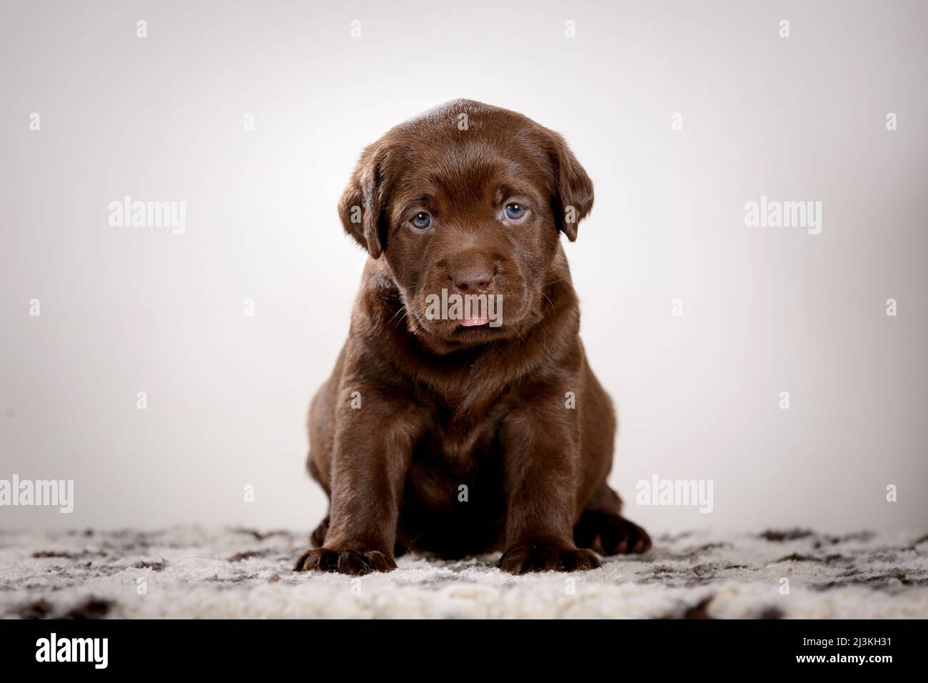 Small chocolate labrador puppy posing in studio Stock Photo - Alamy