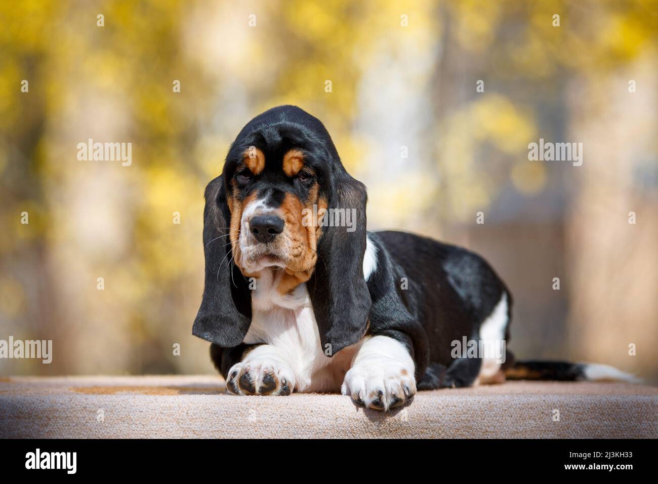 Cute basset hound puppy with fall on background Stock Photo - Alamy