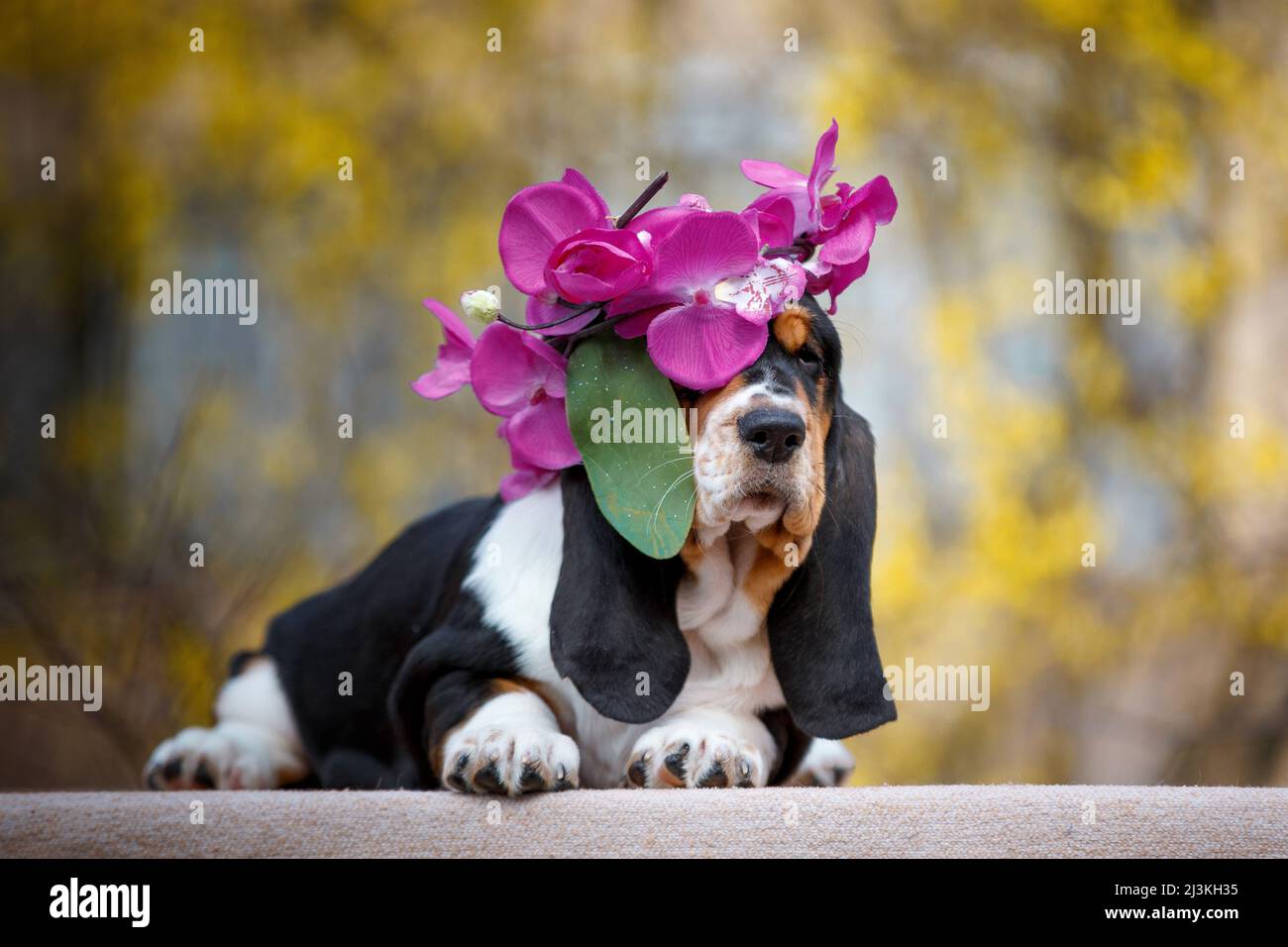 Cute basset hound puppy with fall on background with wreath on his head ...