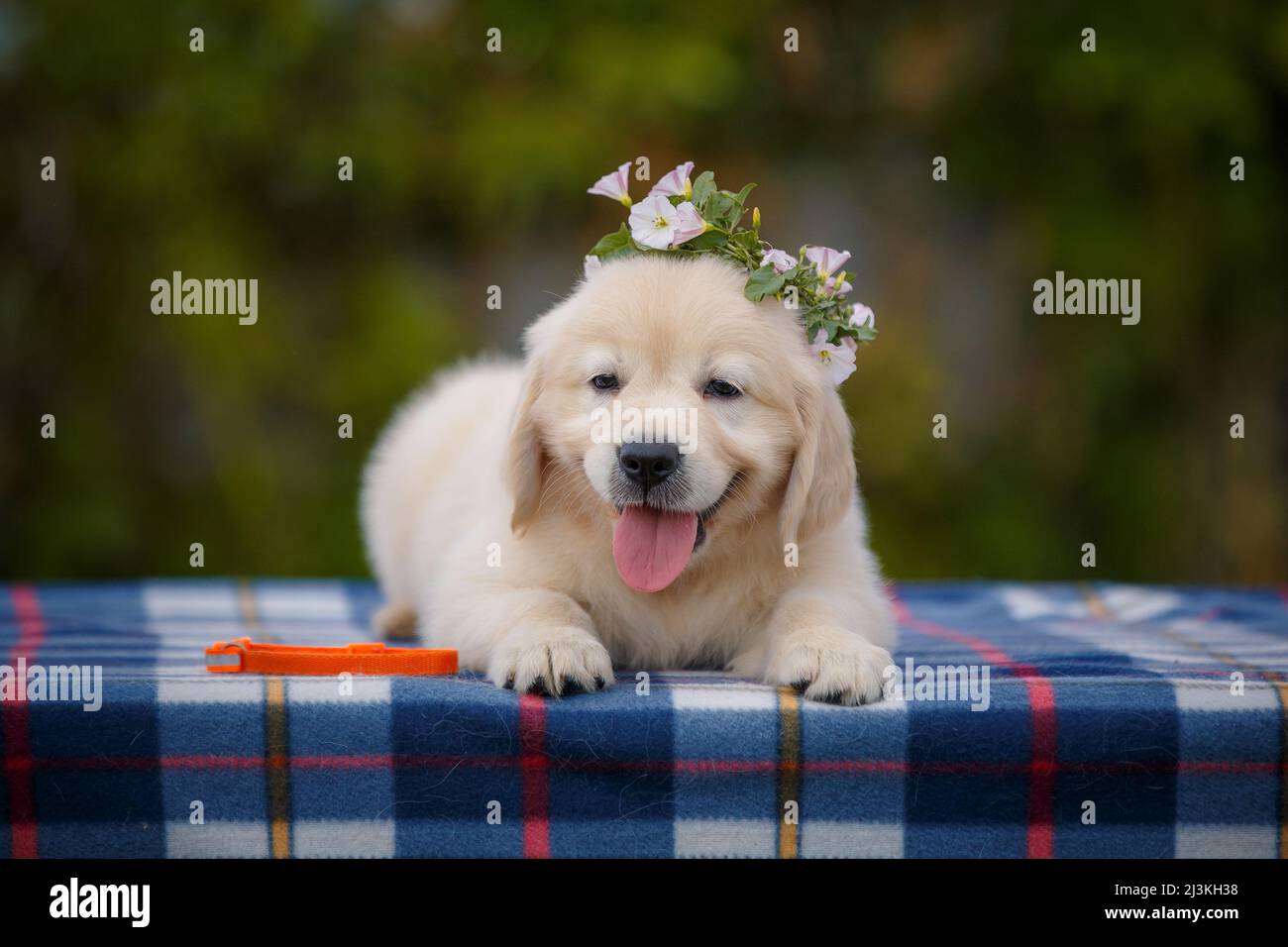 Small positive white labrador puppy posing outdoors with wreath on his ...