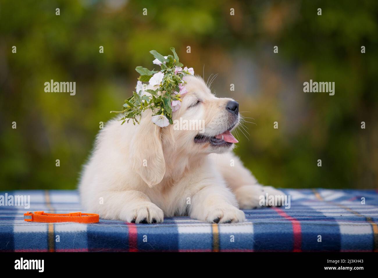 Small positive white labrador puppy posing outdoors with wreath on his ...