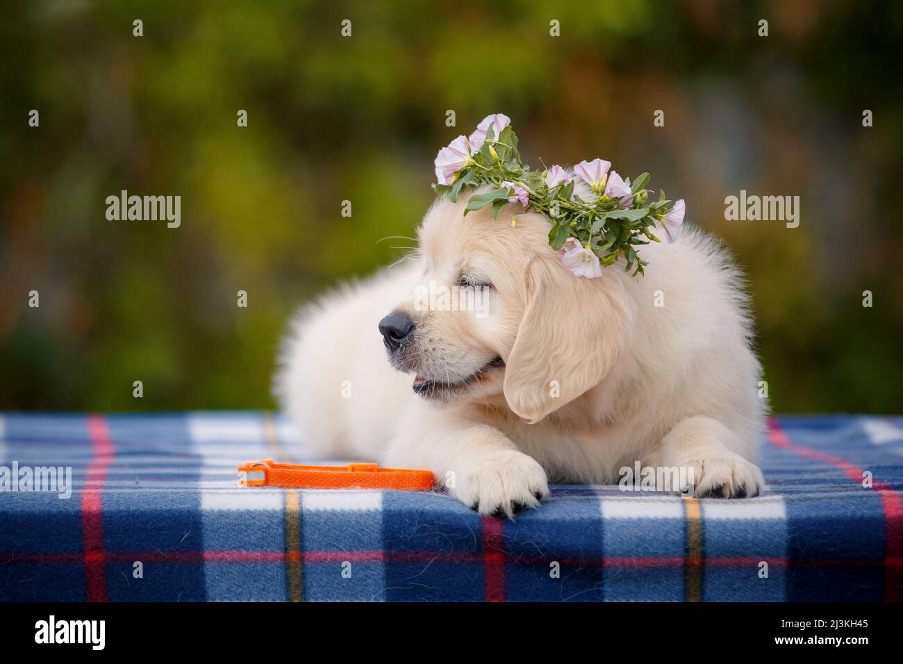 Small positive white labrador puppy posing outdoors with wreath on his ...