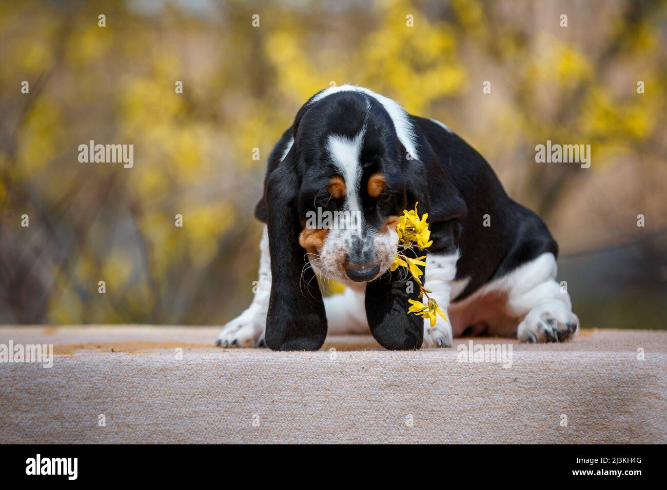 Cute basset hound puppy with fall on background Stock Photo - Alamy