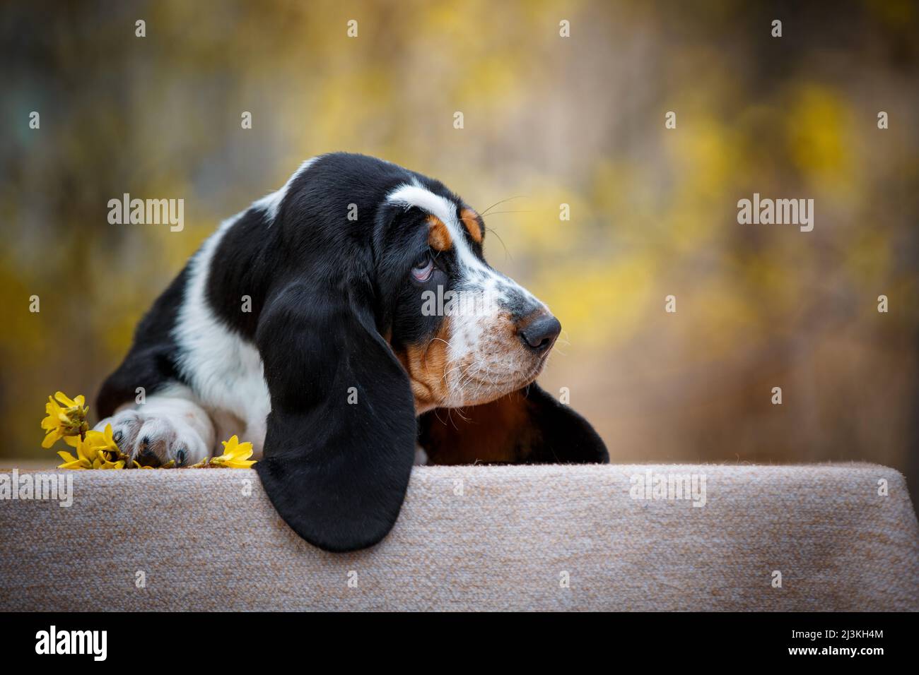 Cute basset hound puppy with fall on background Stock Photo - Alamy