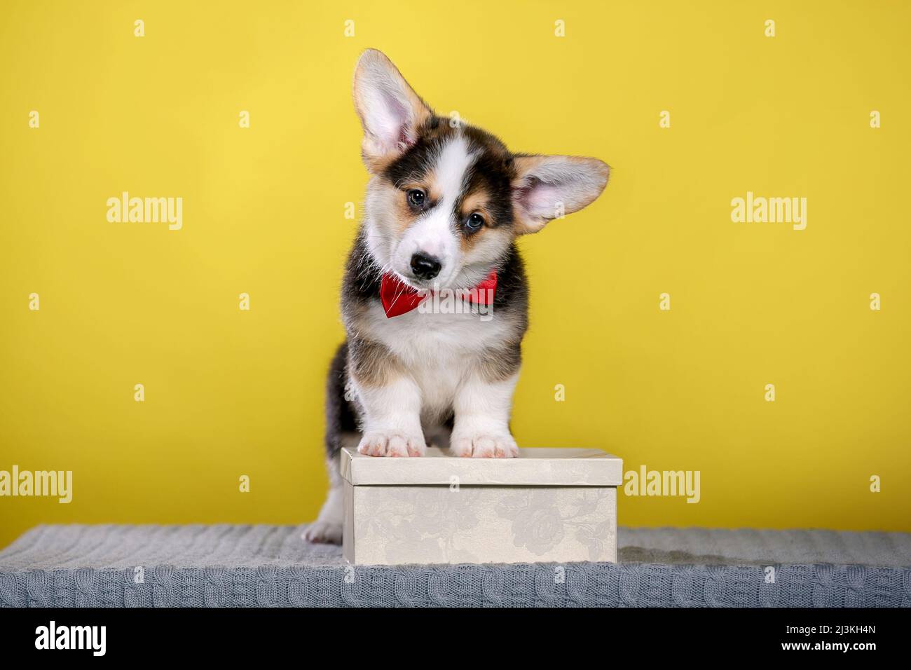 Welsh corgi puppy in studio on yellow background Stock Photo - Alamy