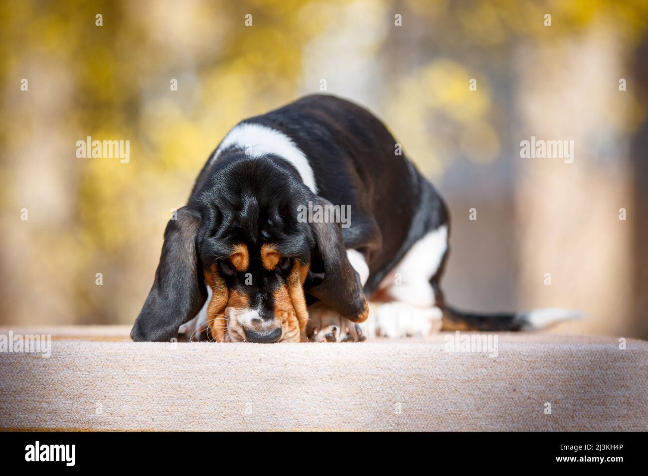 Cute basset hound puppy with fall on background Stock Photo - Alamy