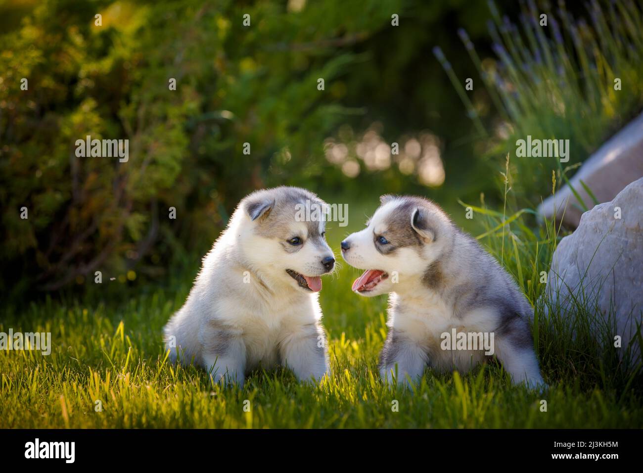 Small positive white labrador puppies posing outdoors Stock Photo - Alamy