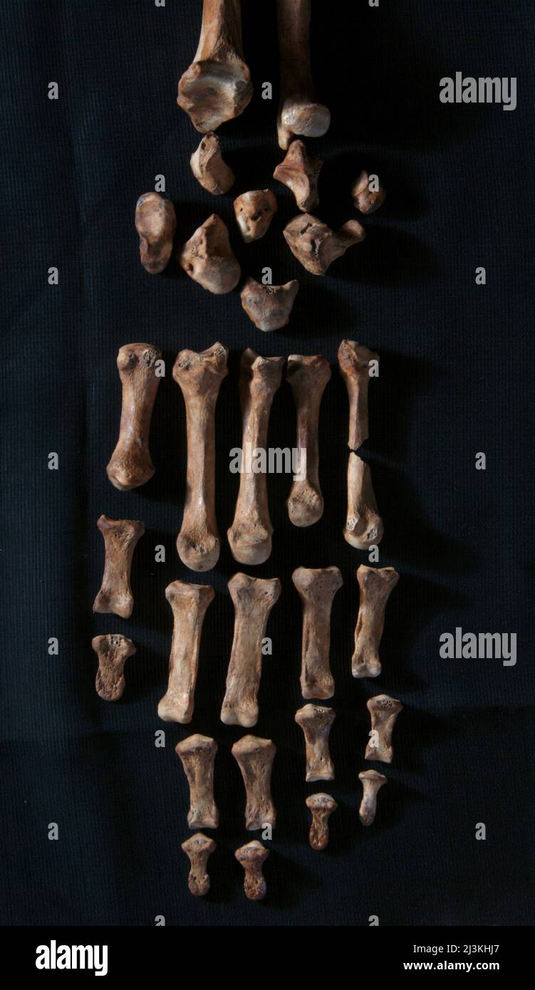 Parts of a hand of a prehistoric human skeleton that was discovered in ...