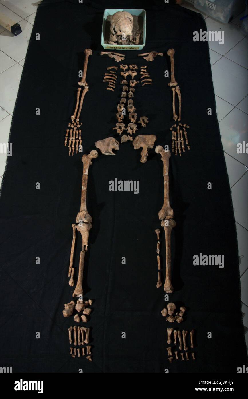 Prehistoric human skeletons hi-res stock photography and images - Alamy