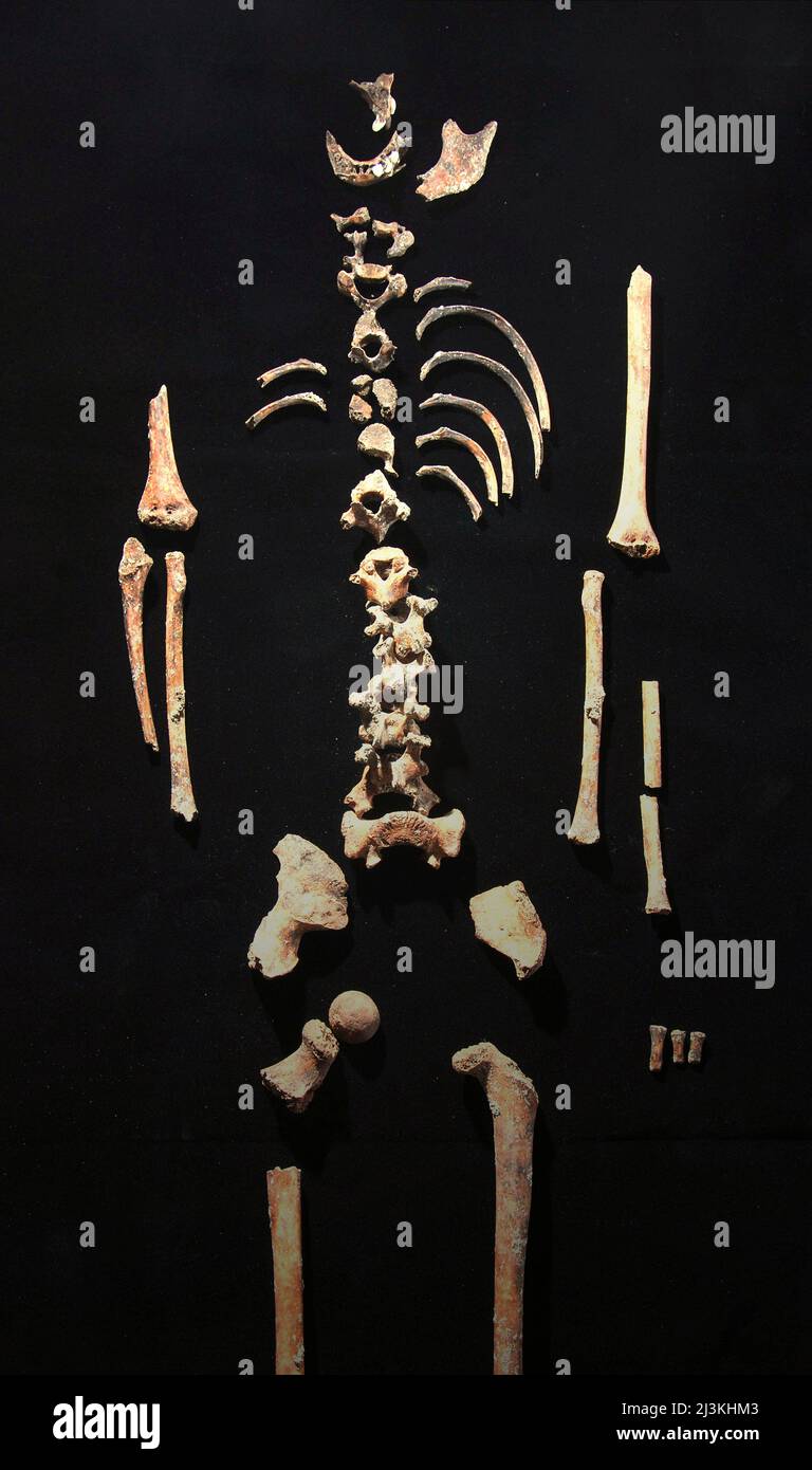 Skeleton of prehistoric human that was discovered in Batujaya, Karawang ...
