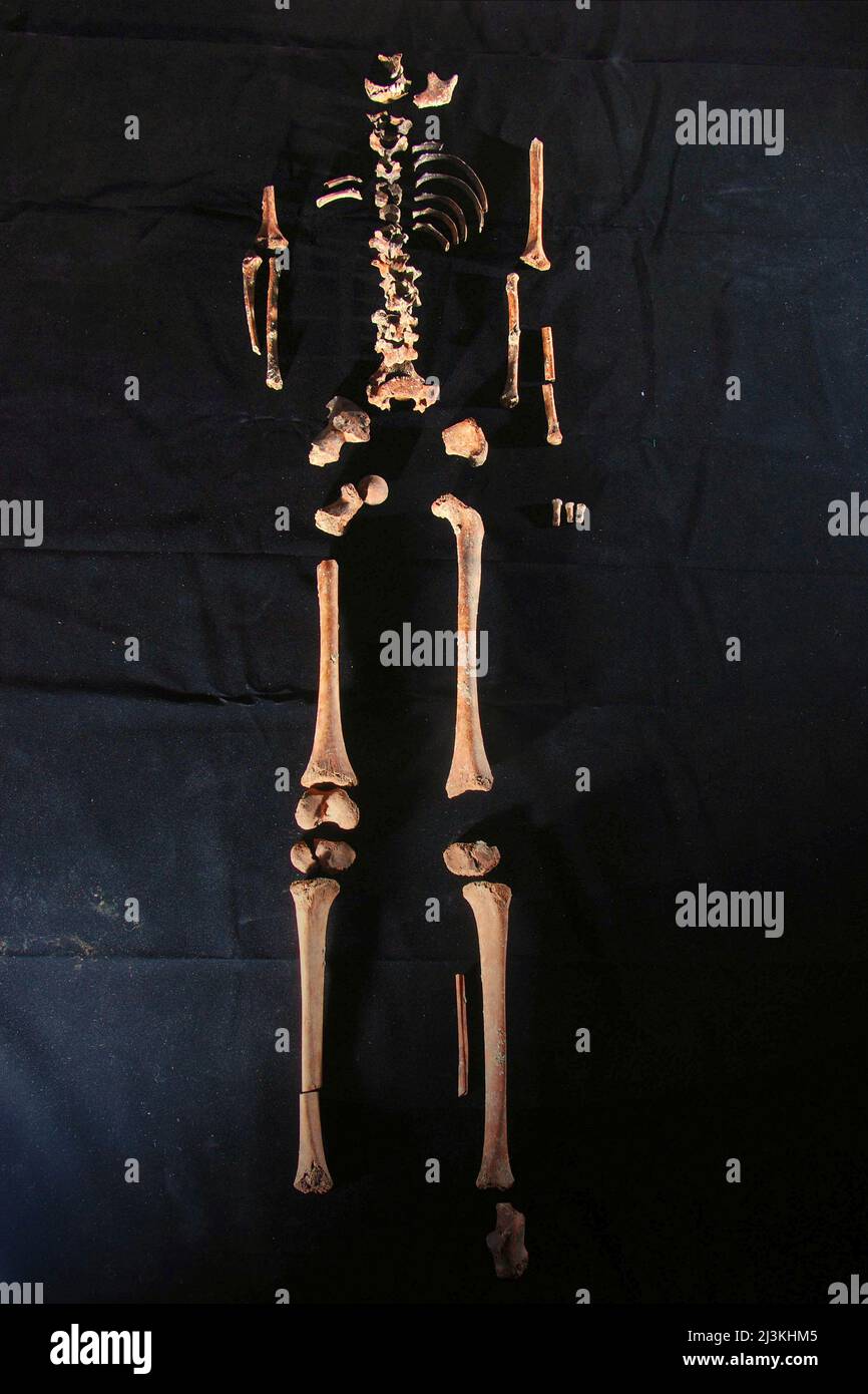 Ancient human skeleton reconstruction hi-res stock photography and ...