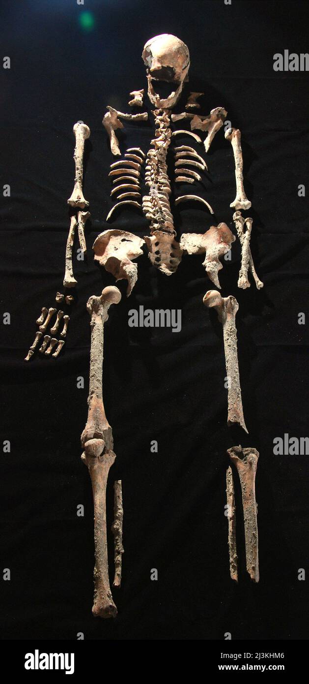 Hominid skeleton reconstruction hi-res stock photography and images - Alamy