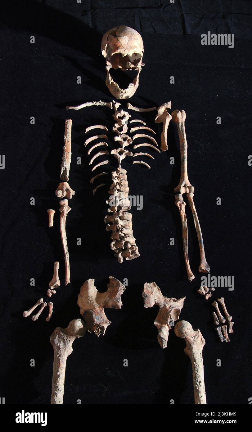 Skeleton of prehistoric human that was discovered in Batujaya, Karawang ...