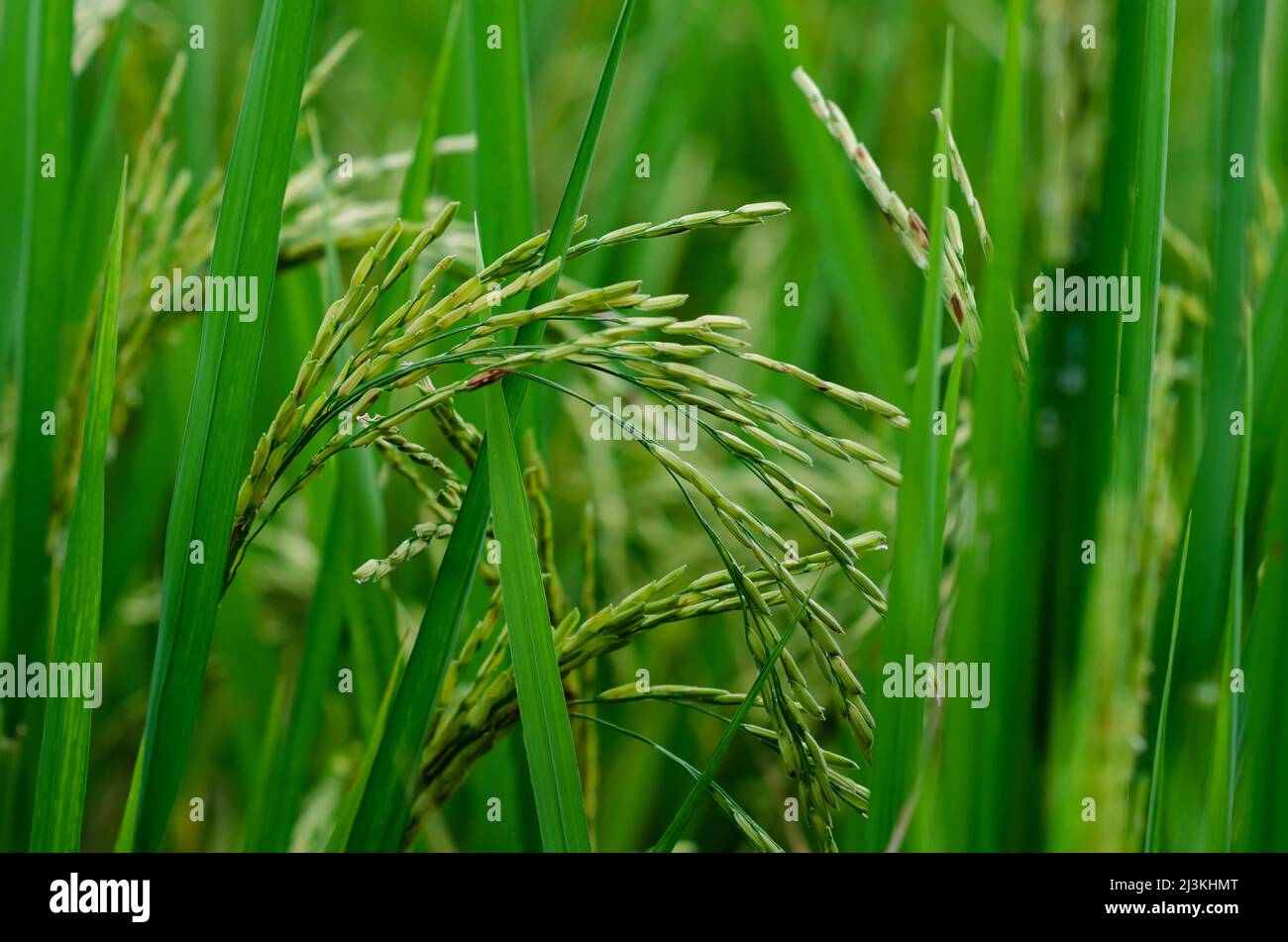 Thai jasmine rice seed from its tree with green leaves at rice field in ...