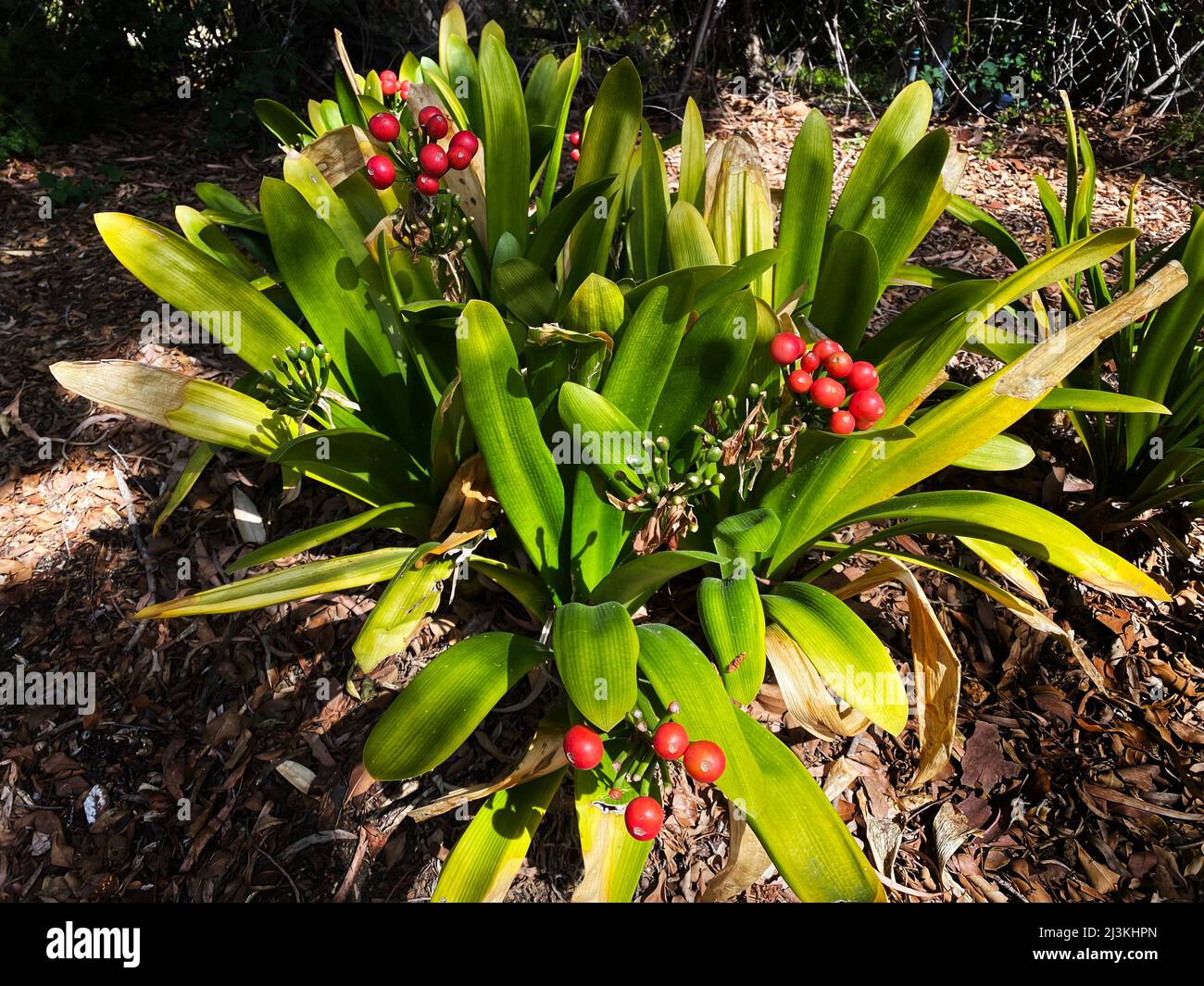 A bush lily, Clivia miniata Stock Photo - Alamy