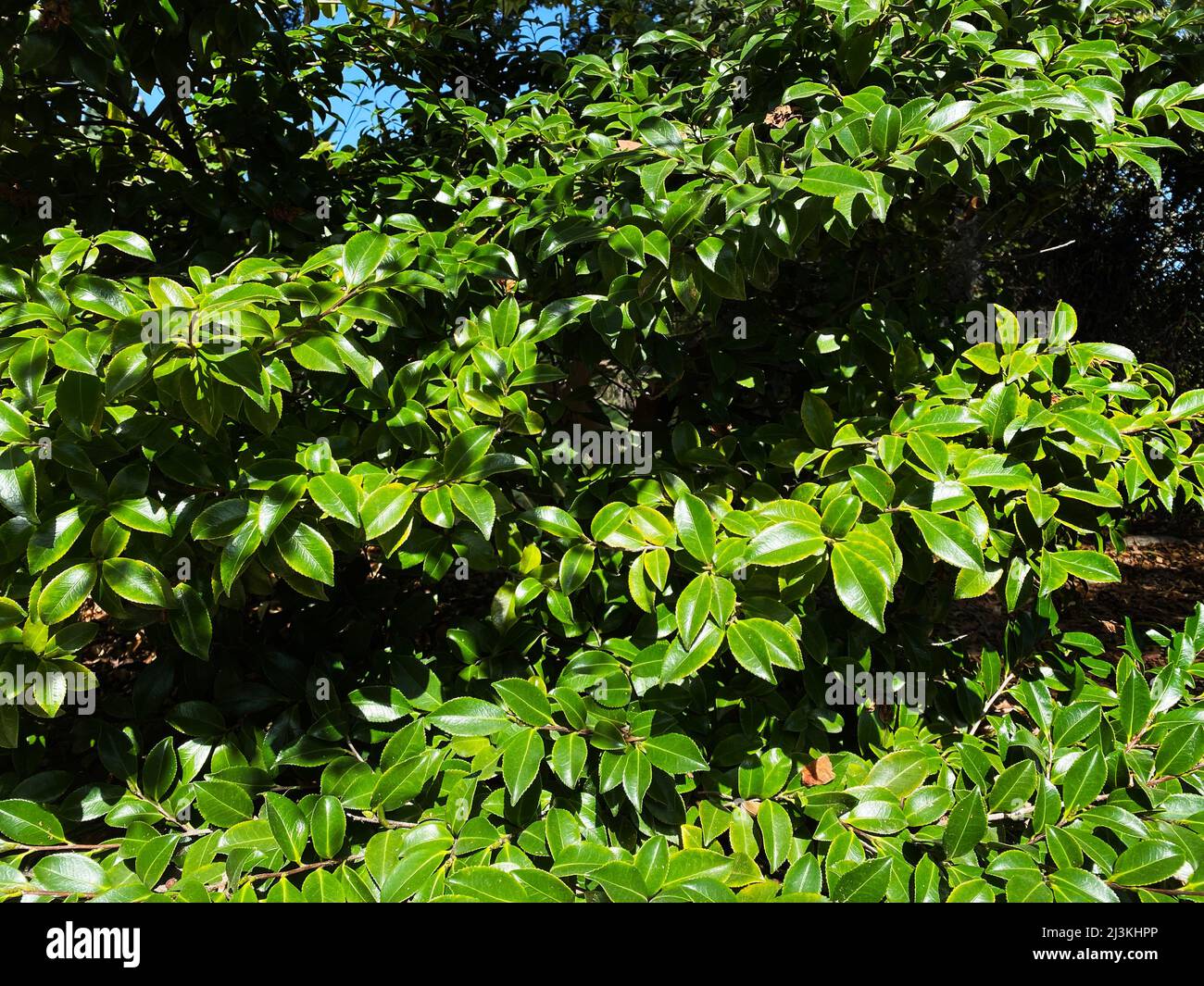 A sasanqua camellia Stock Photo - Alamy