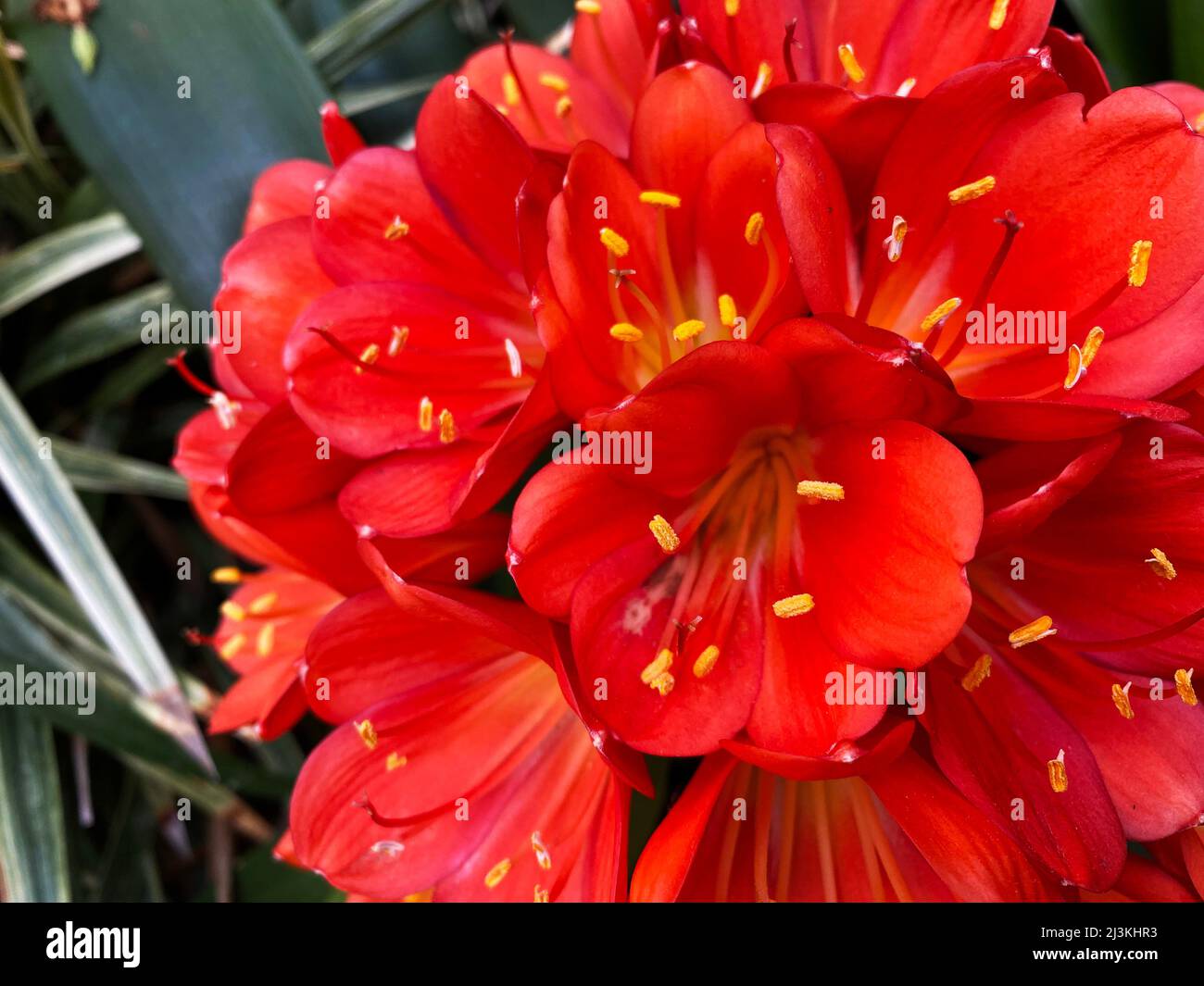 A bush lily, Clivia miniata Stock Photo - Alamy