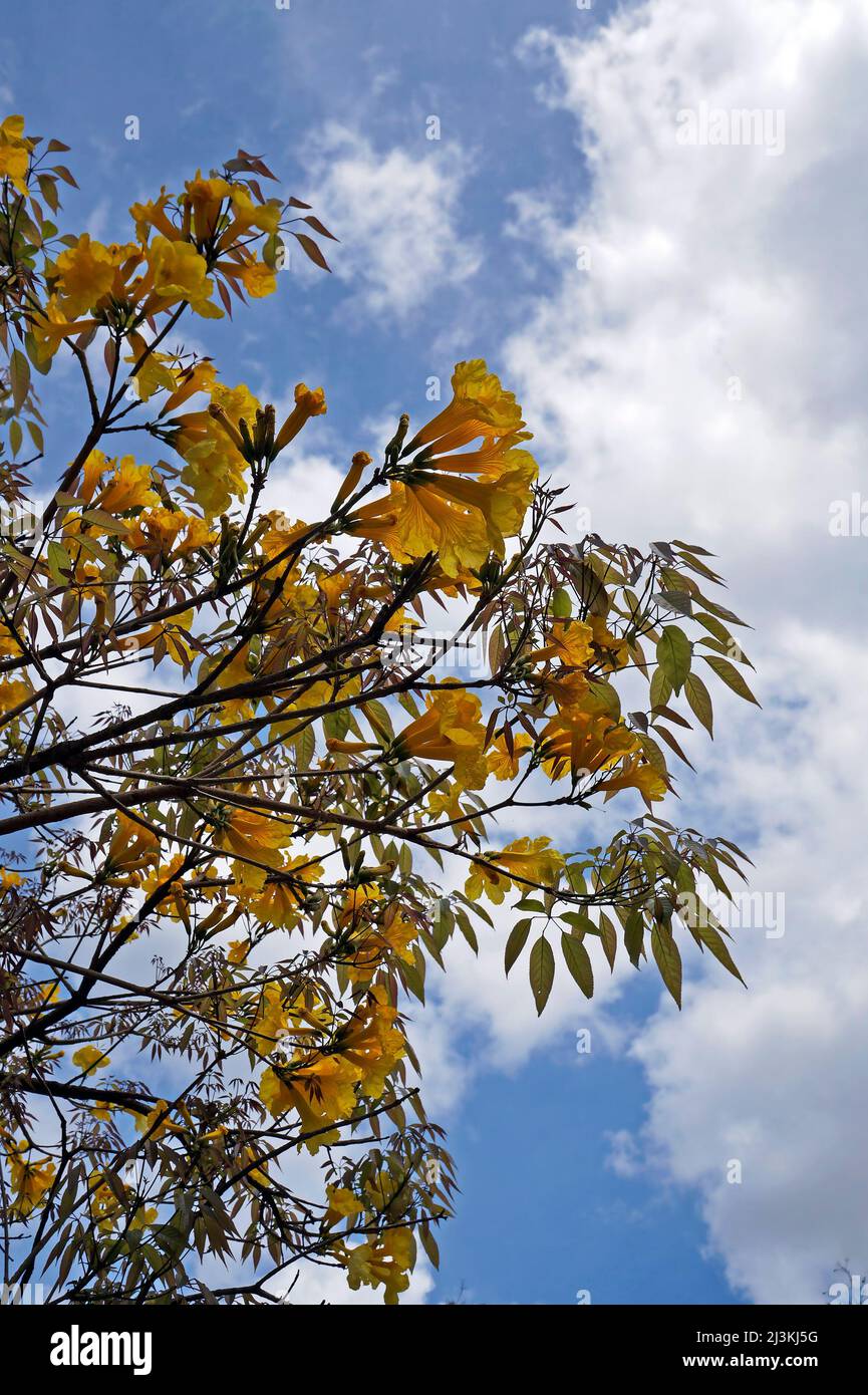 Golden trumpet tree or Yellow ipe tree (Handroanthus chrysotrichus ...