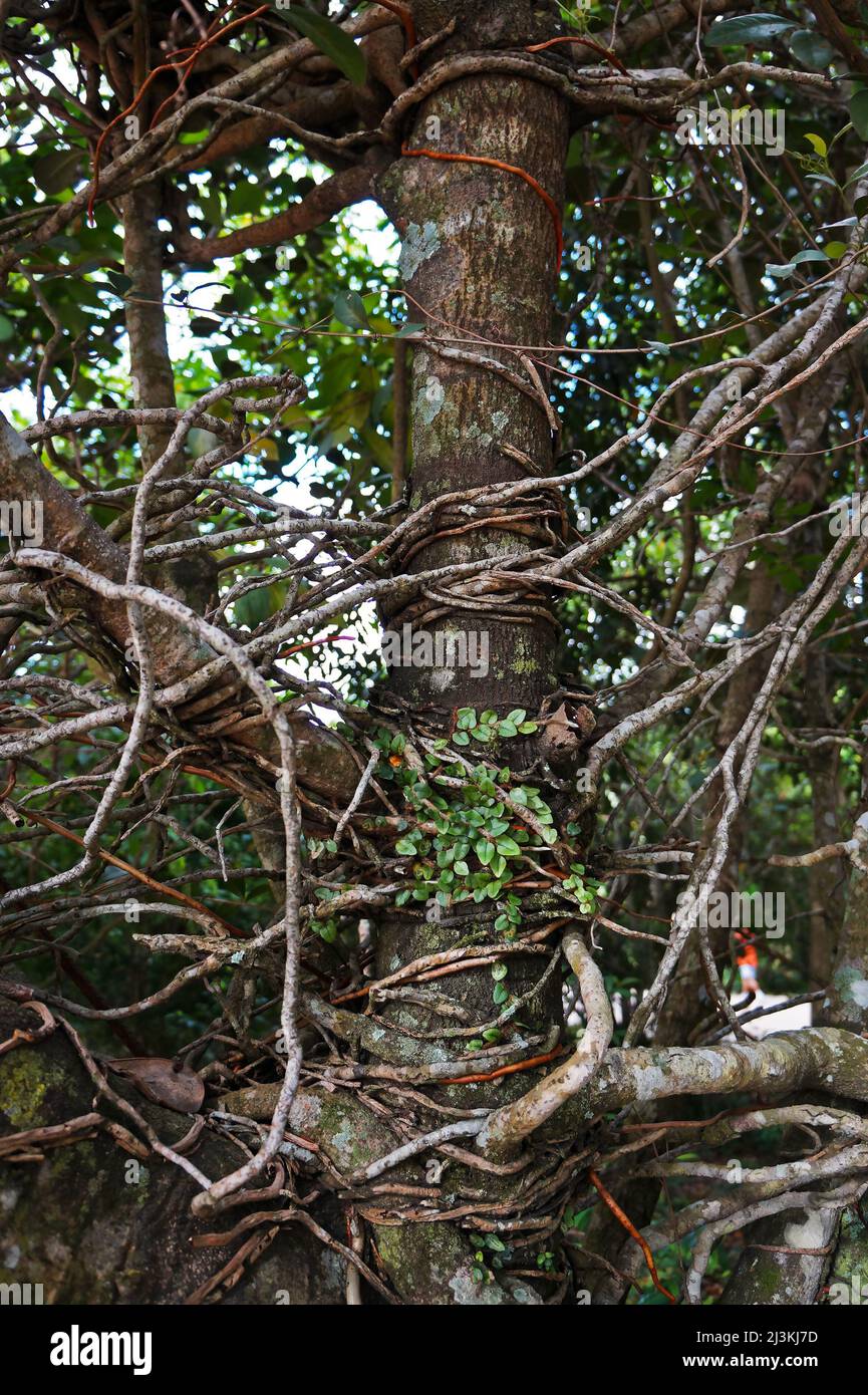 Tropical rainforest trees roots hi-res stock photography and images - Alamy