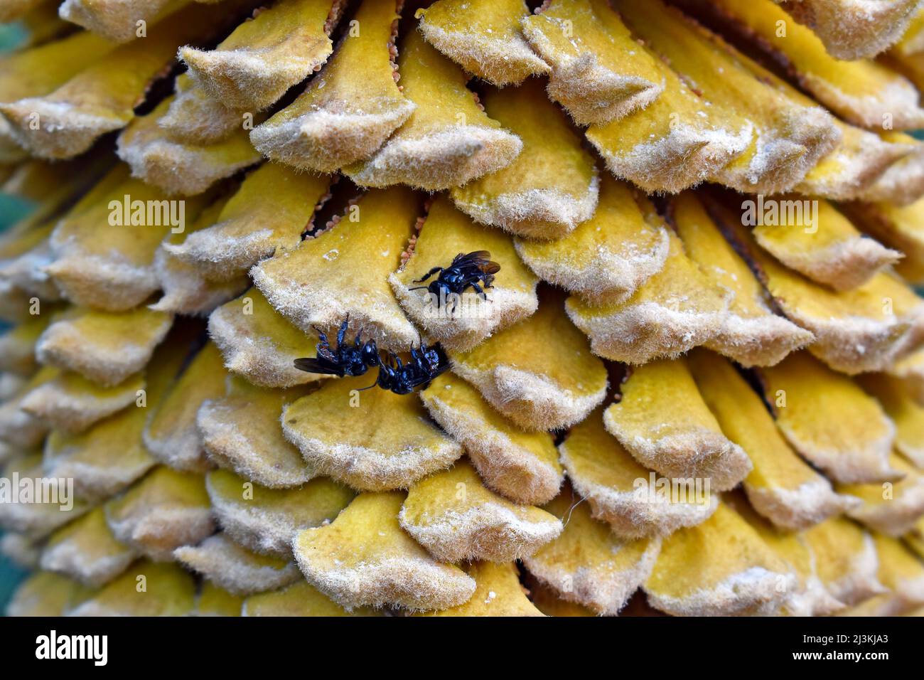 Stingless bees on male cone of sago palm Stock Photo - Alamy