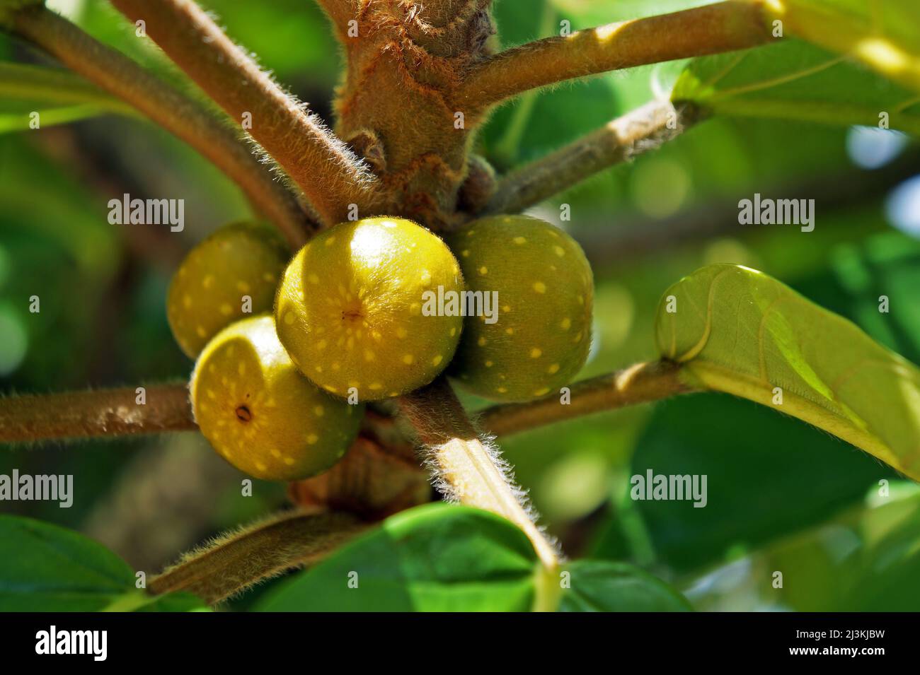 Rusty fig fruits (Ficus rubiginosa) on tree, Rio de Janeiro Stock Photo ...