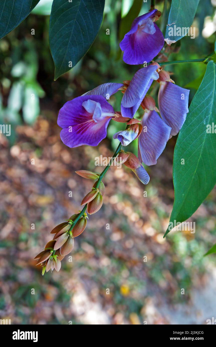 Purple flowers (Clitoria fairchildiana) on tree Stock Photo - Alamy
