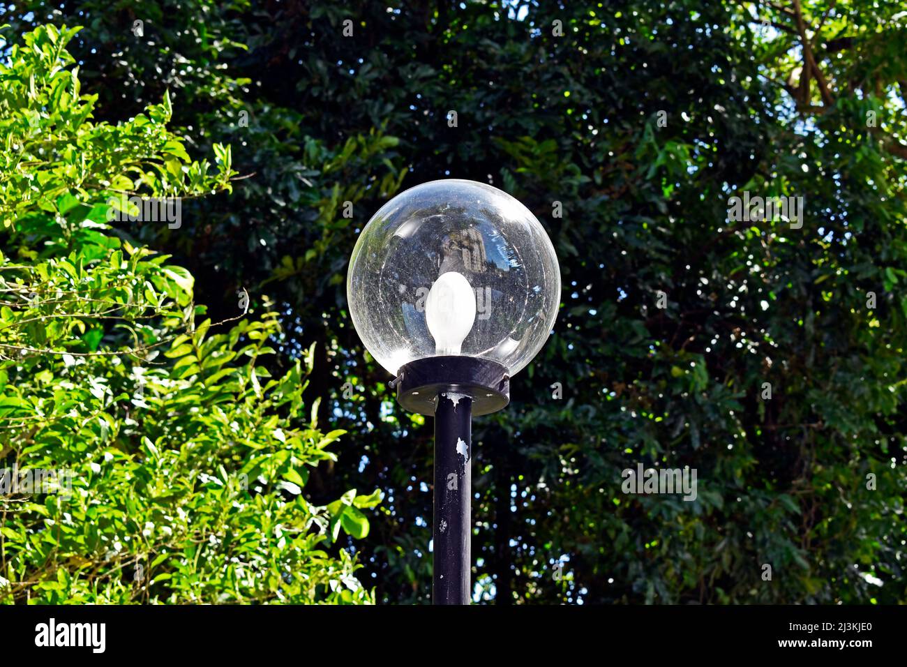 Light pole and tropical trees Stock Photo - Alamy
