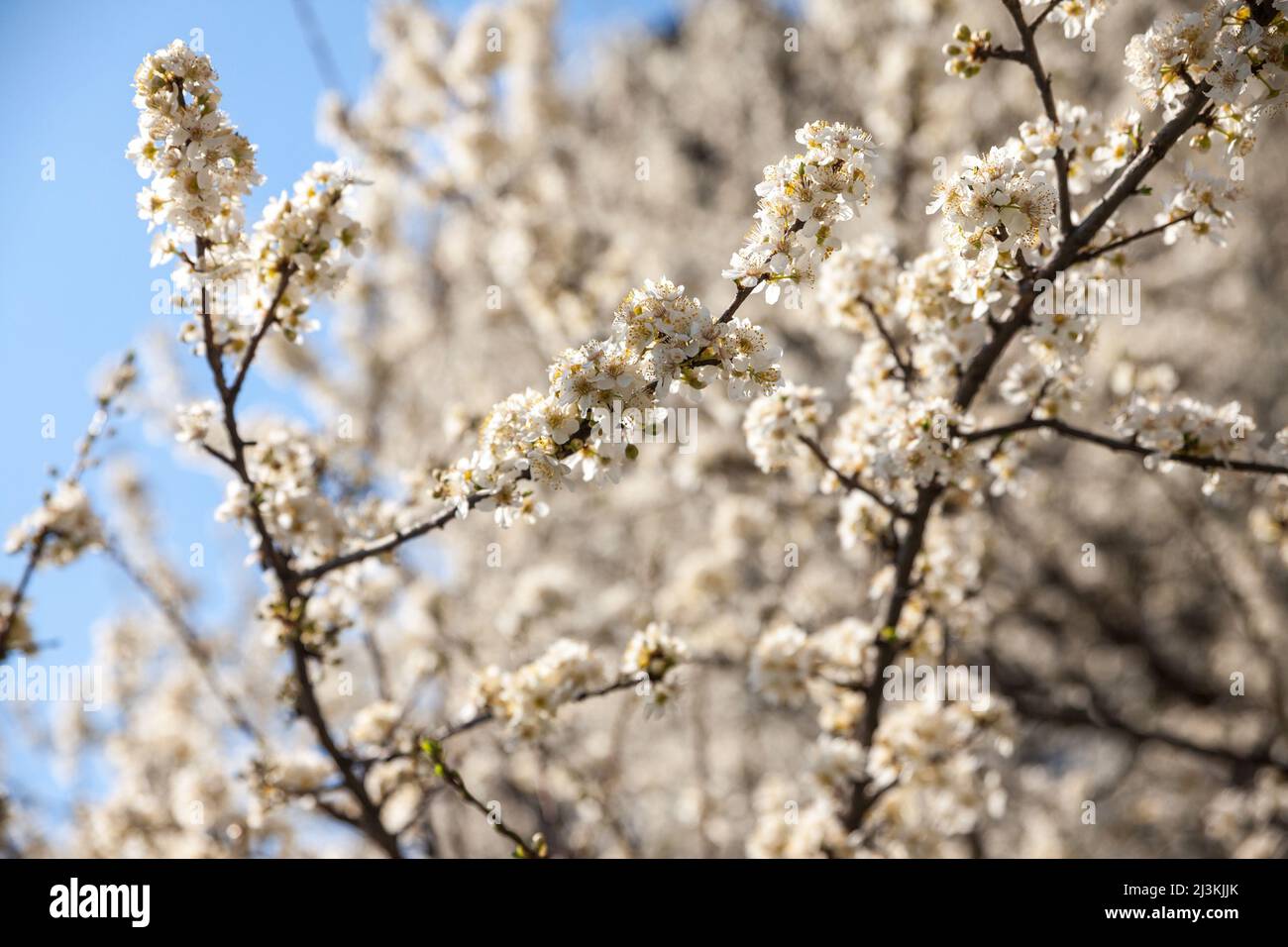 Picture of trees blooming with a focus on the white flowers of blossoms ...
