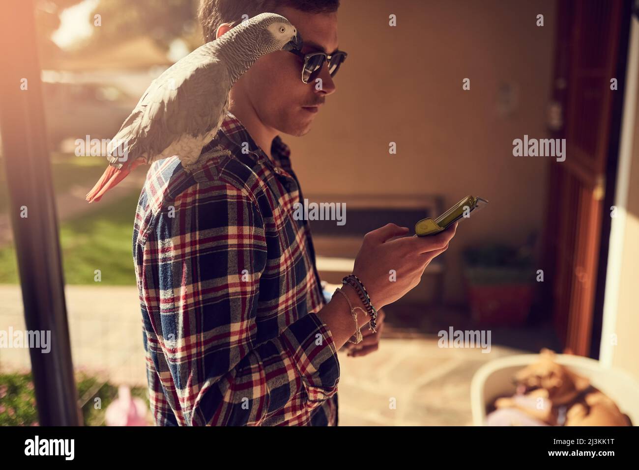 Real parrot hi-res stock photography and images - Alamy