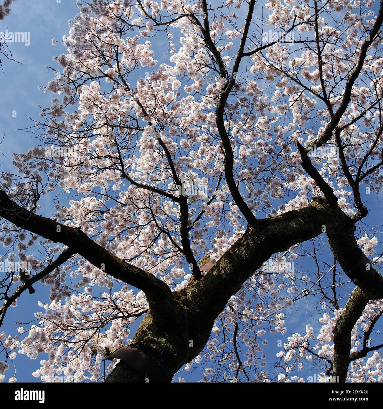 iida, nagano, japan, 2022/02/04 , details of Amidaji Weeping Cherry ...